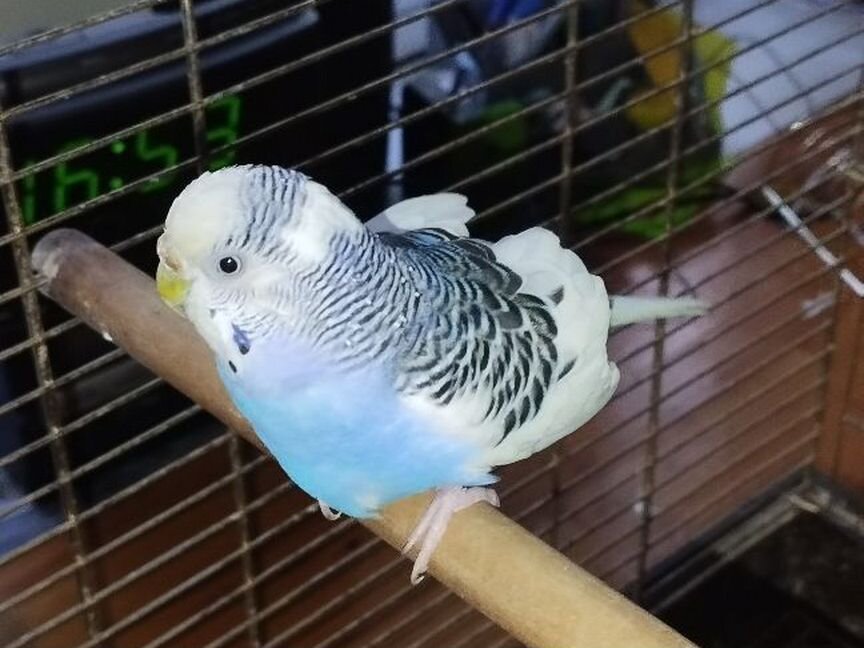 Волнистый попугай с клеткой