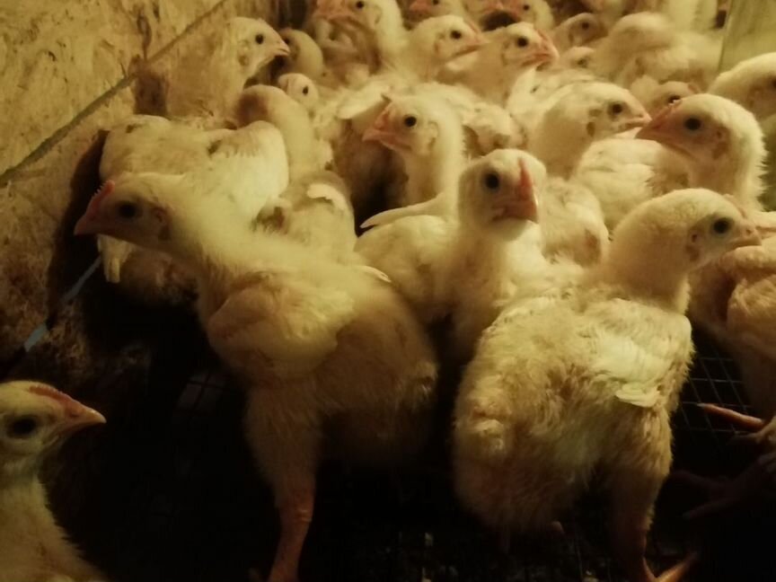 Цыплята бройлеры кобб 700
