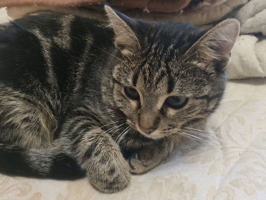 Маленькая кисонька ищет дом