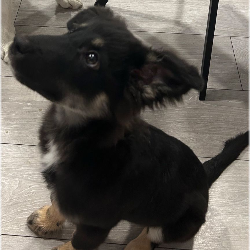 Щенок в добрые руки