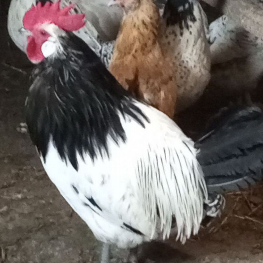 Молодые петухи