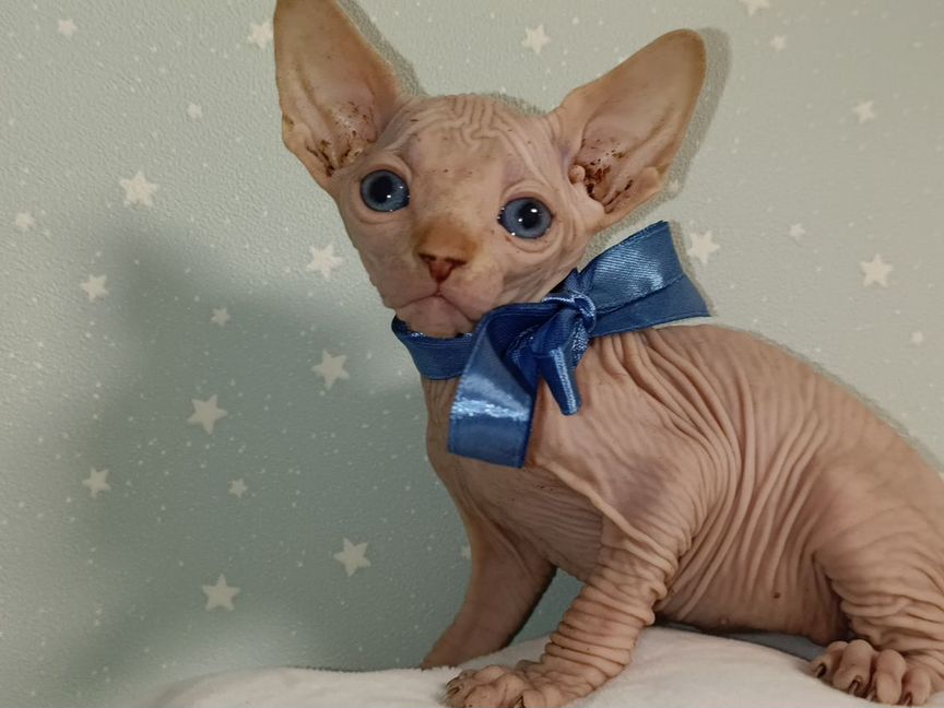 Продаю котёнка сфинкс