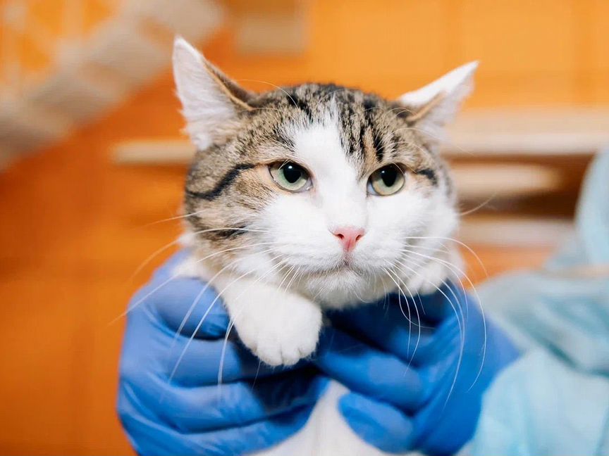 Котик из приюта в добрые руки бесплатно