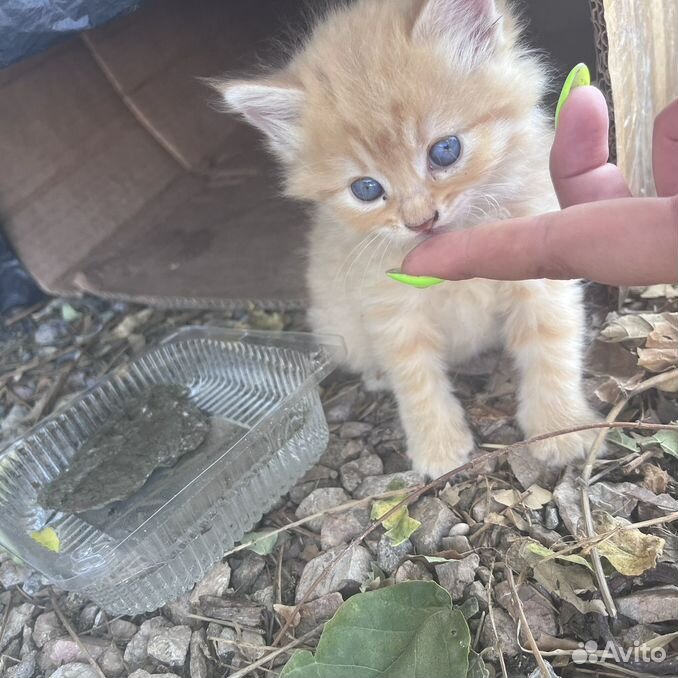 Маленькие рыжики