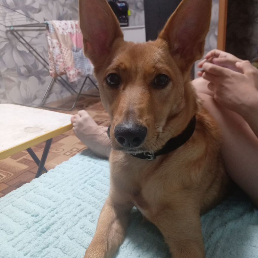 Отдам бесплатно животные