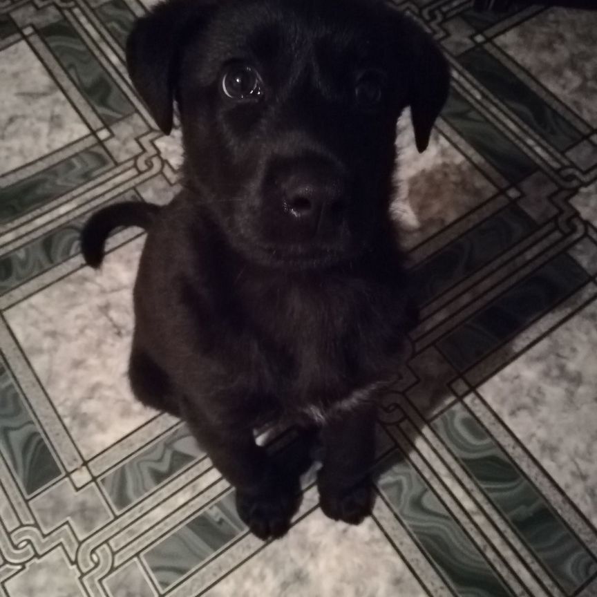 Щенок в добрые руки бесплатно