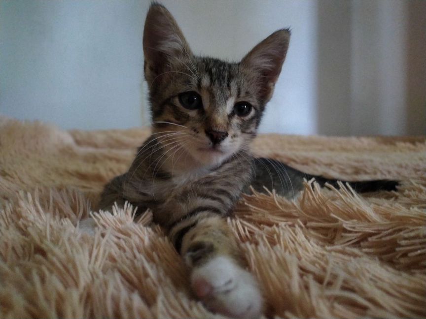 Тимошка ищет дом