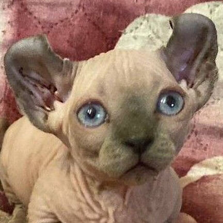 Канадский сфинкс котёнок