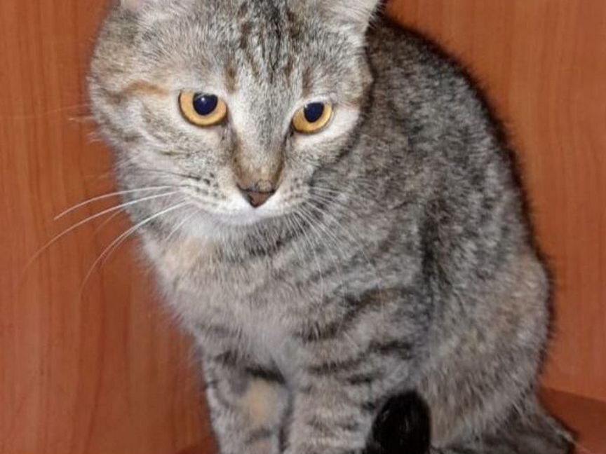 Кошечка Хаврошечка