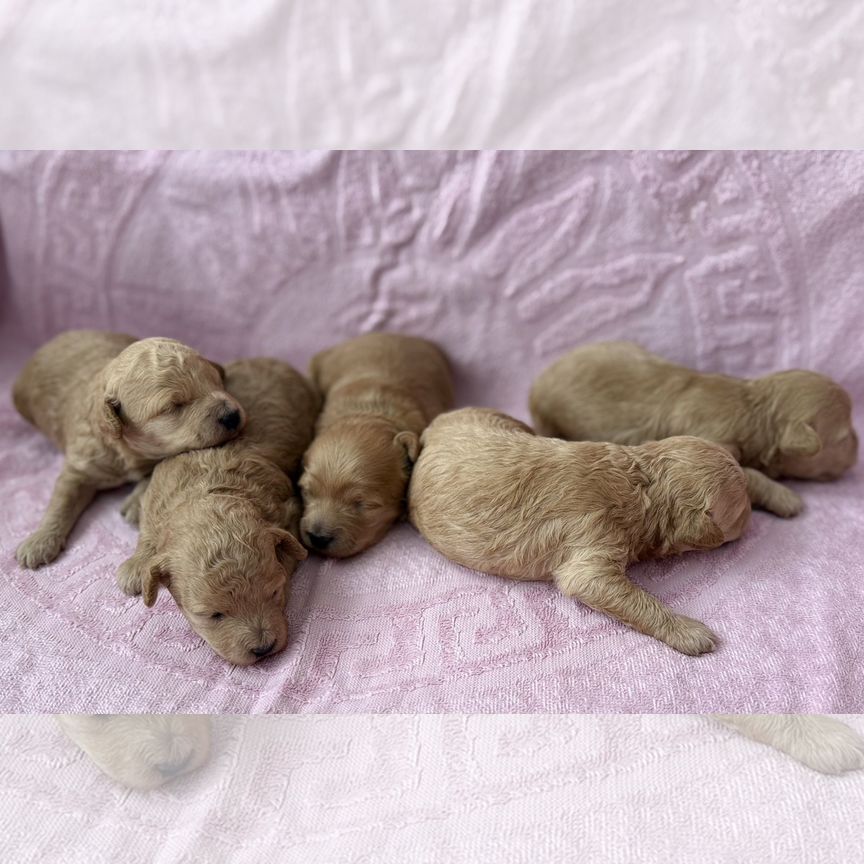 Карликовый пудель, щенок