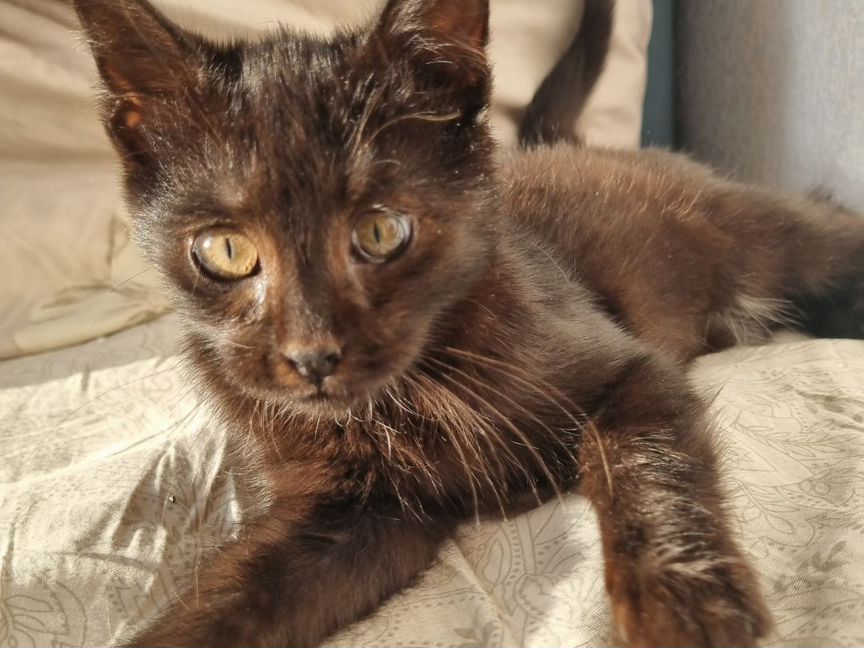 Котёнок в добрые руки, не могу оставить себе