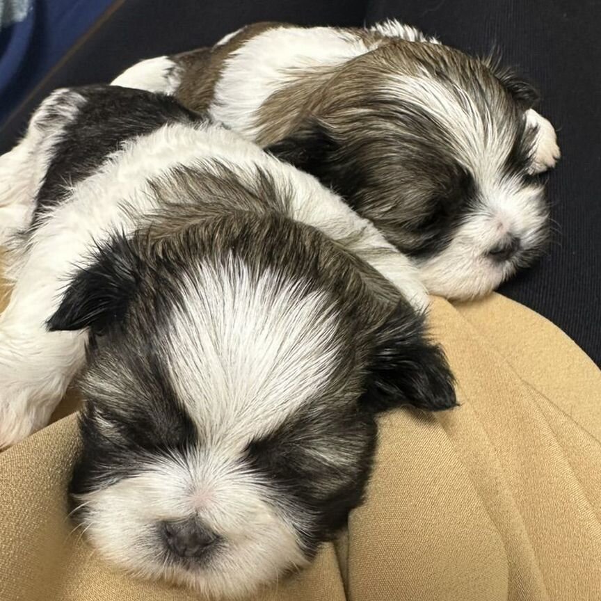 Ши-тцу, щенок