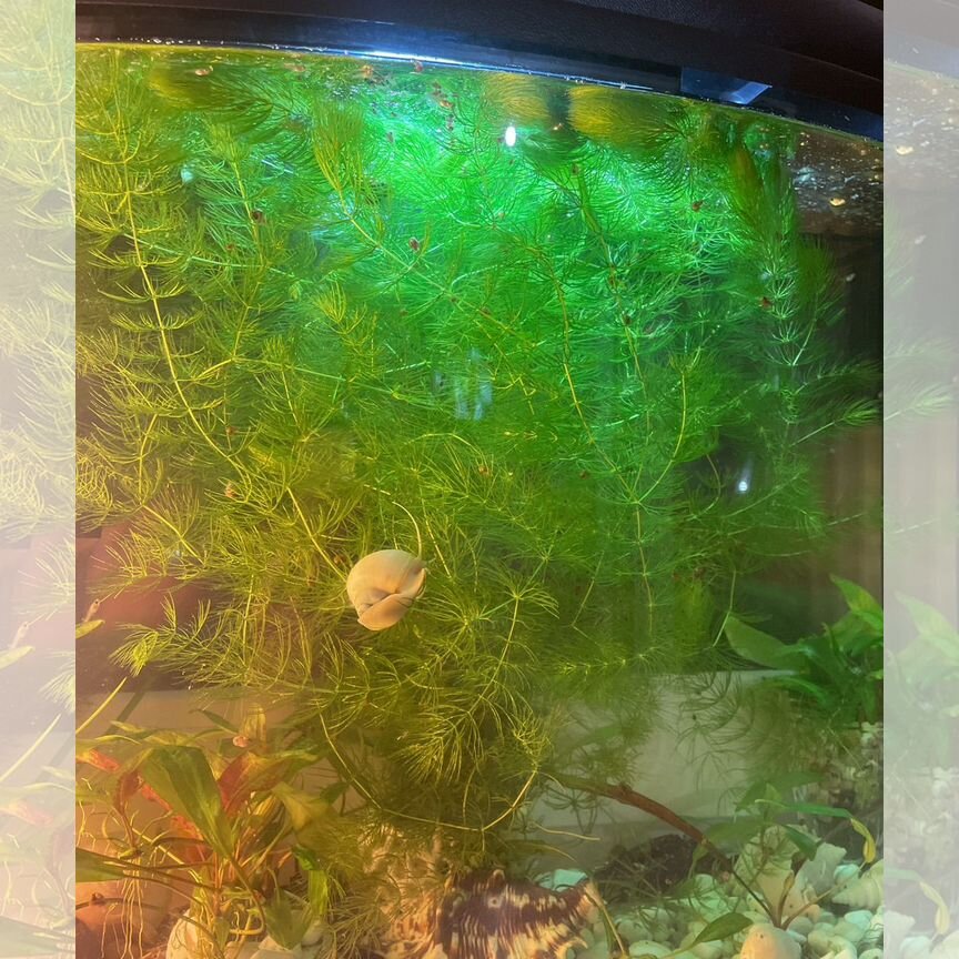 Водоросли для аквариума