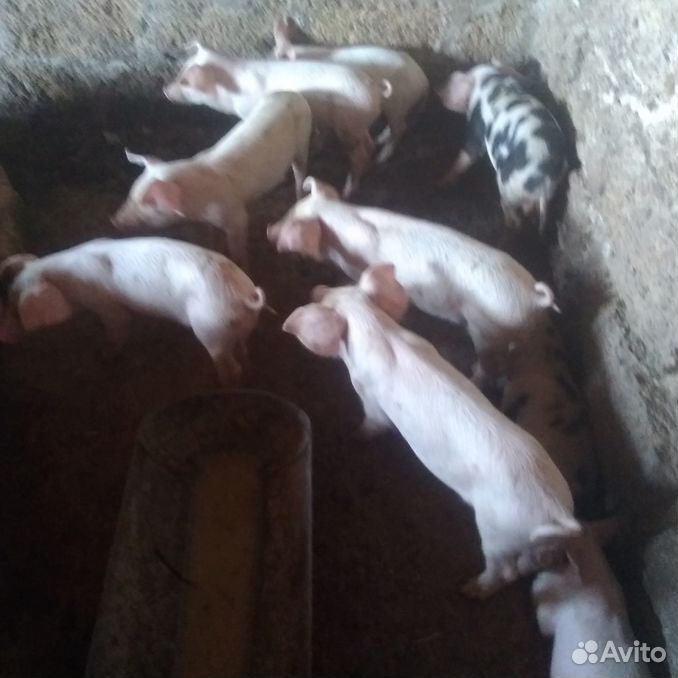 Продам поросят ландрас