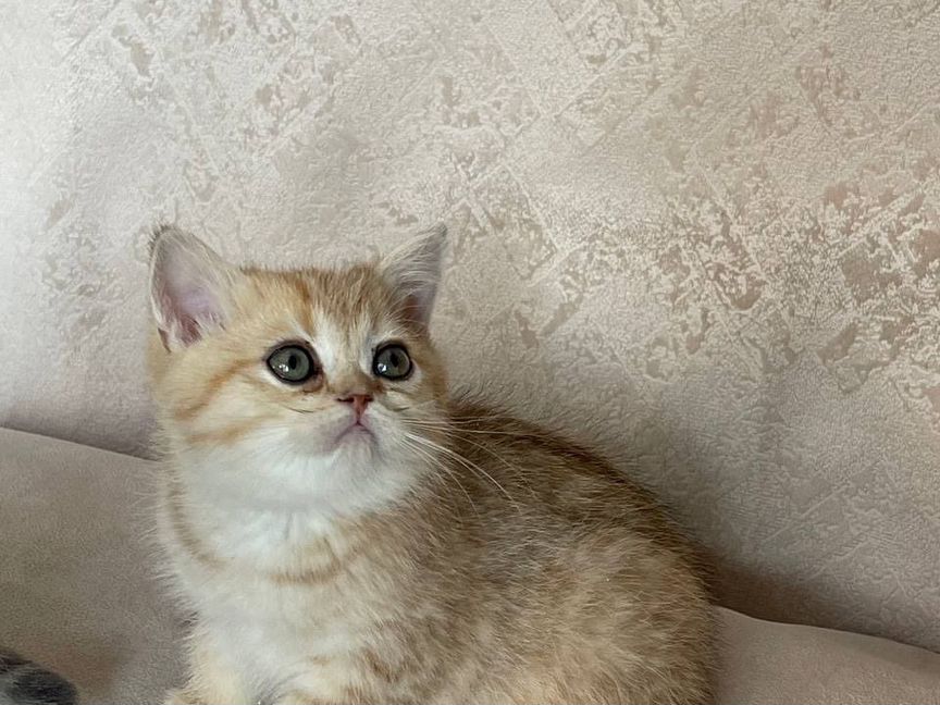 Шотландские котята, мальчик