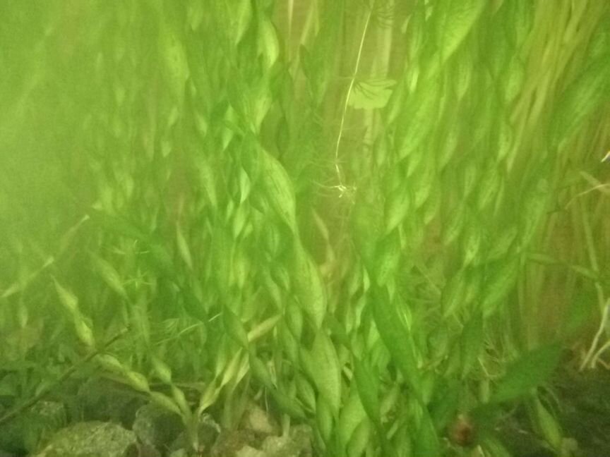 Аквариумные растения