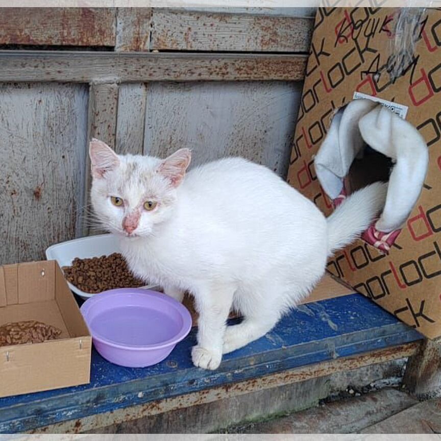 Котик бесплатно в добрые руки