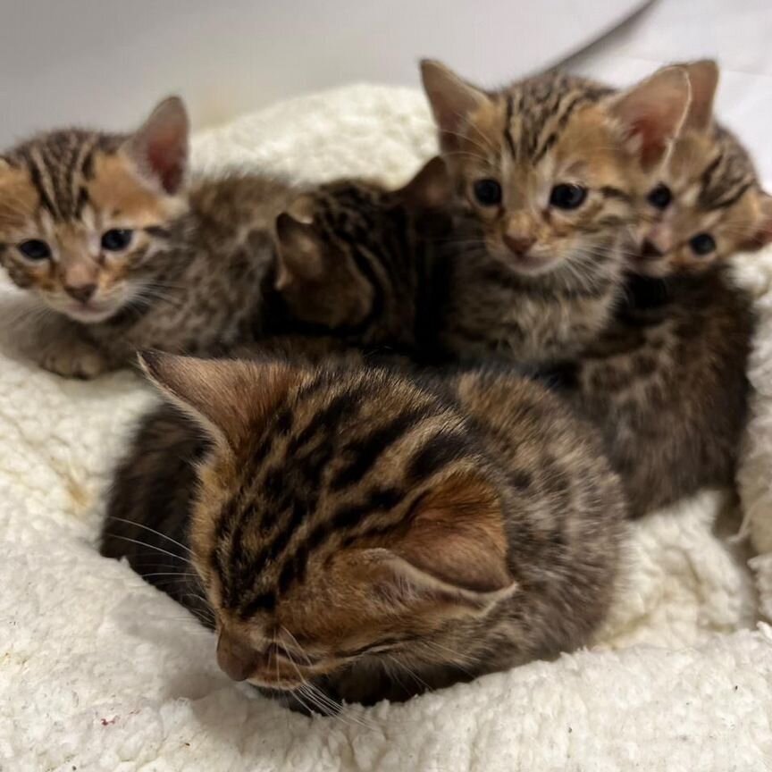 Бенгальские котята