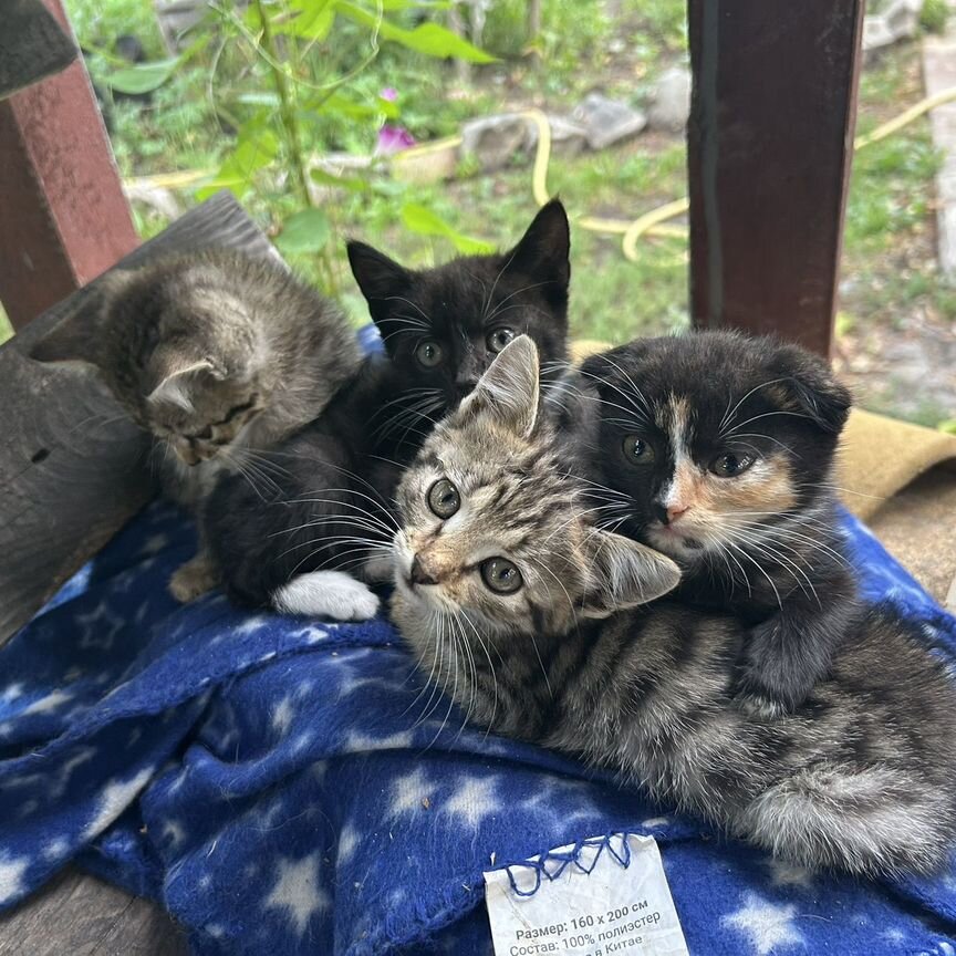 Котята в добрые руки