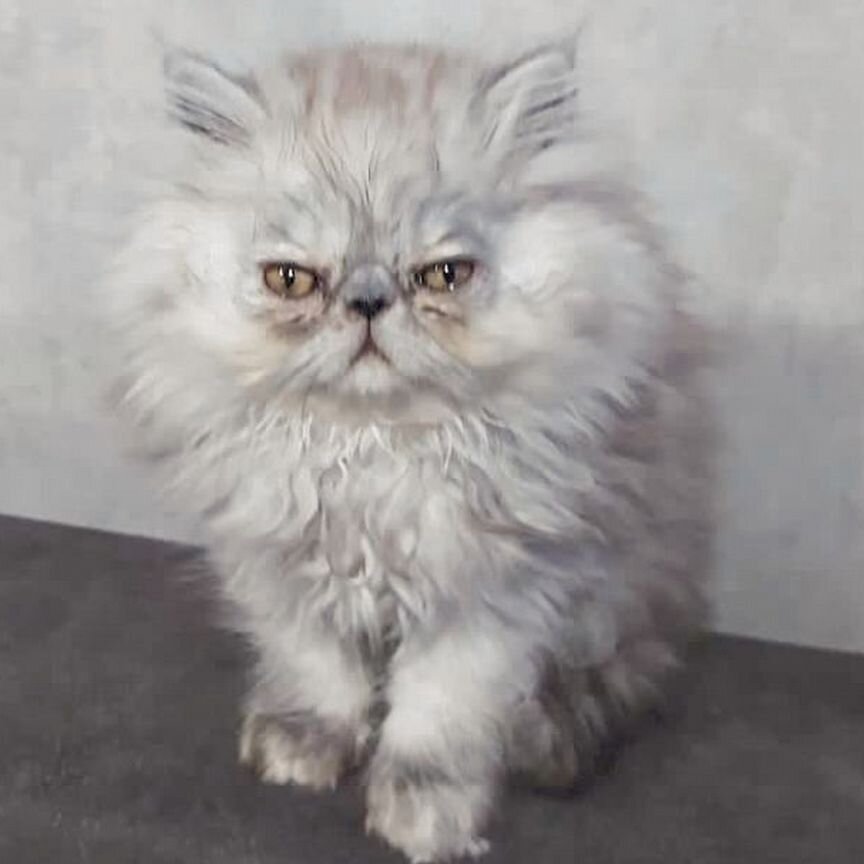 Персидский котик
