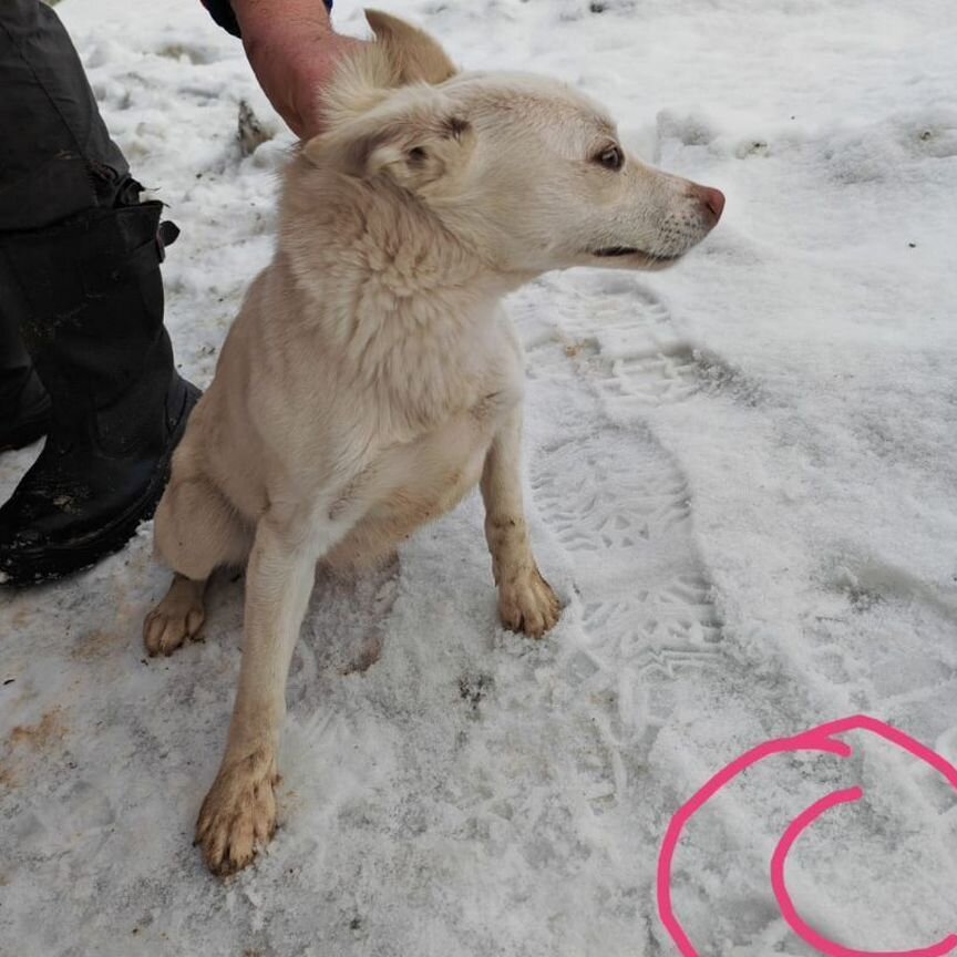 Взрослая собака в добрые руки