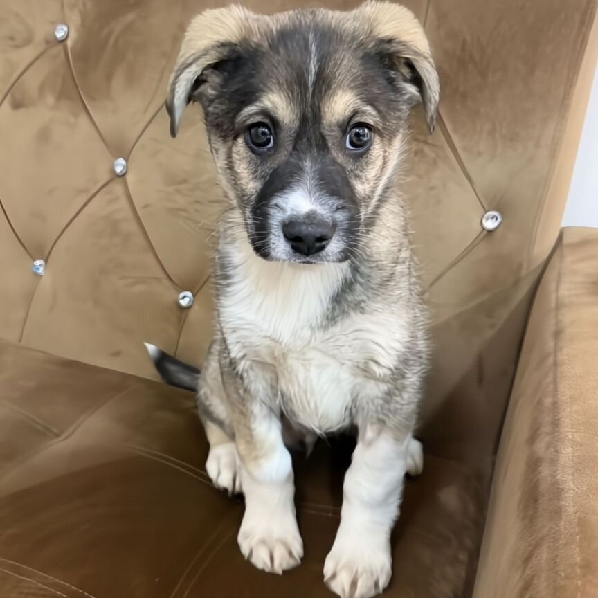 Щенок в добрые руки