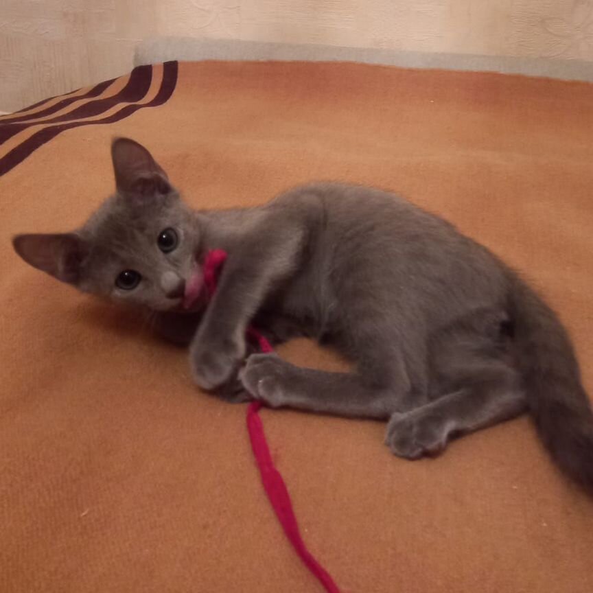 Котята русская голубая