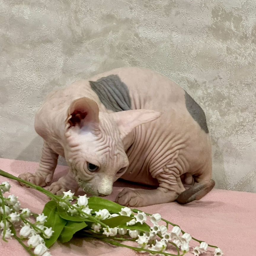 Синеглазый малыш в редком окрасе