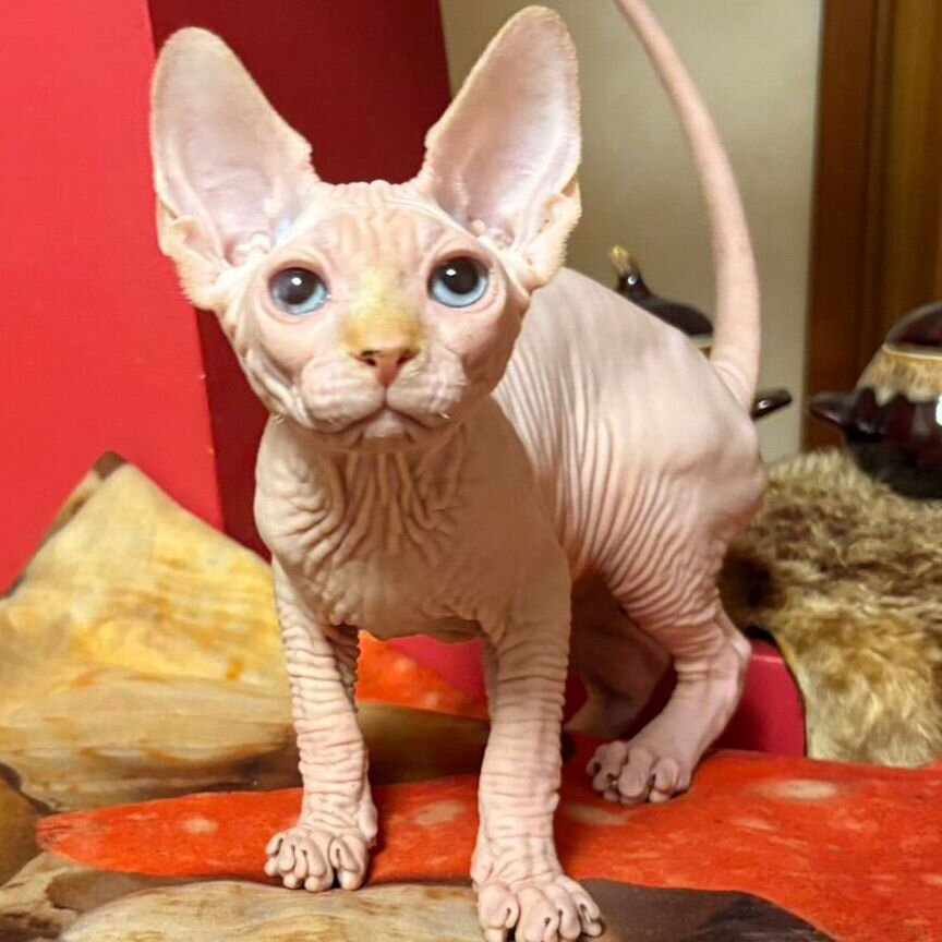 Канадский сфинкс котёнок