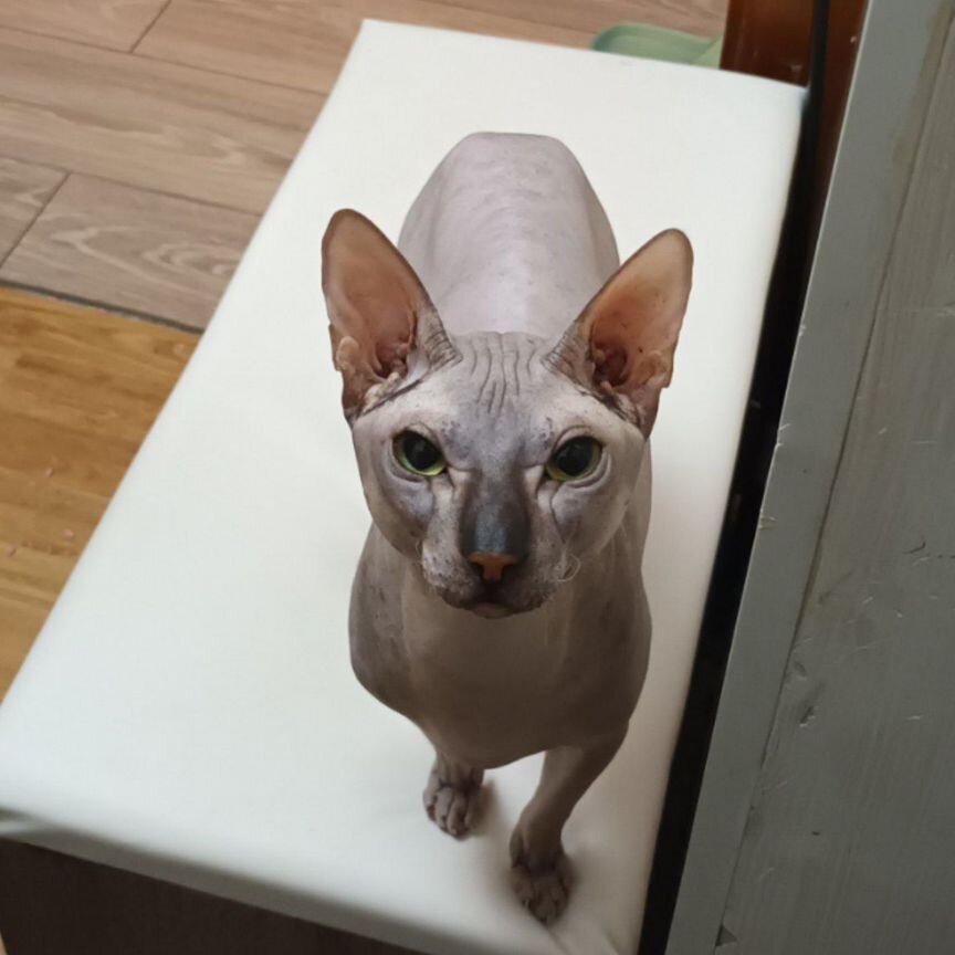 Кот донской сфинкс вязка