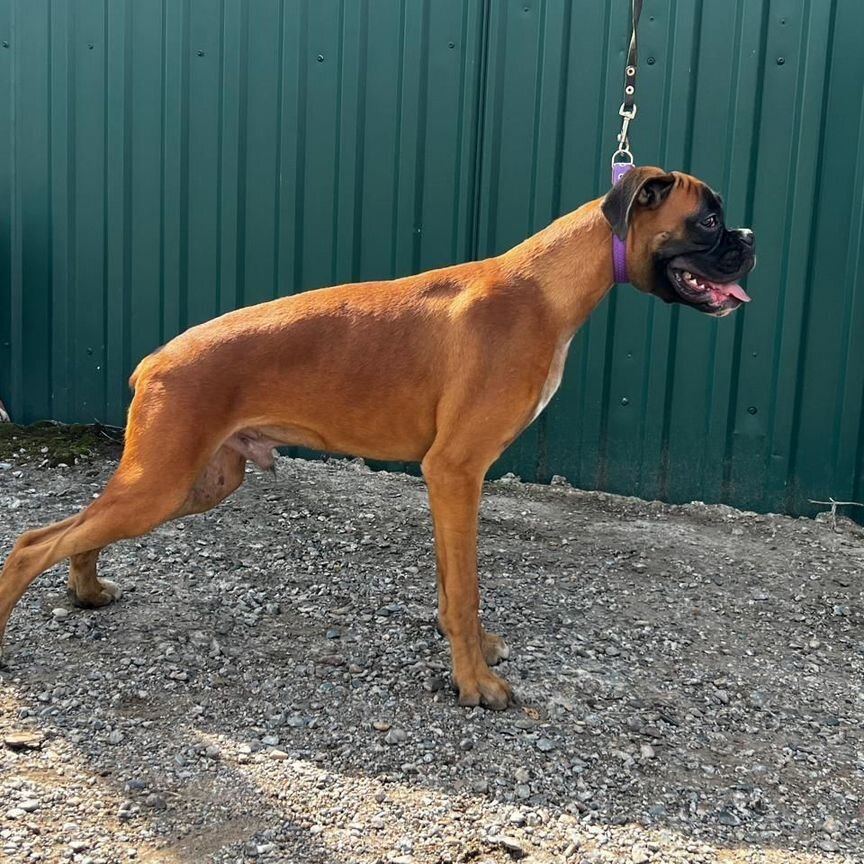 Щеночек боксера