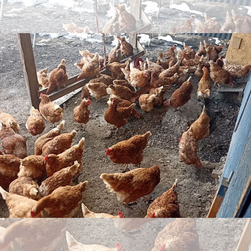 Куры несушки продам