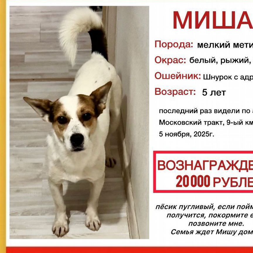 Взрослый пёс в добрые руки