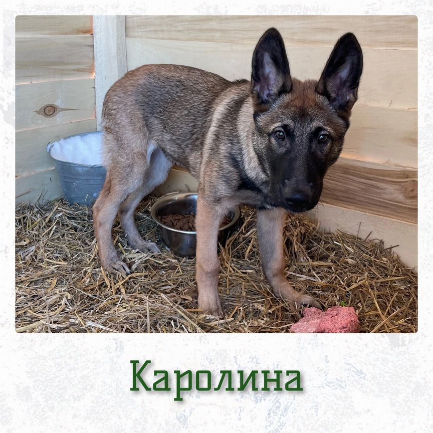 Щенок в добрые руки, Каролина