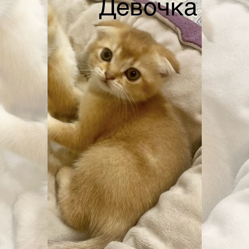 Шотландский вислоухий короткошёрстный котёнок