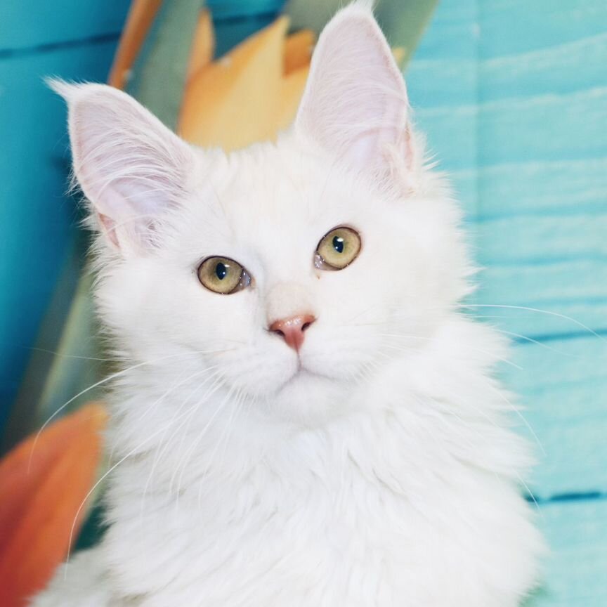 Мейн-кун котёнок