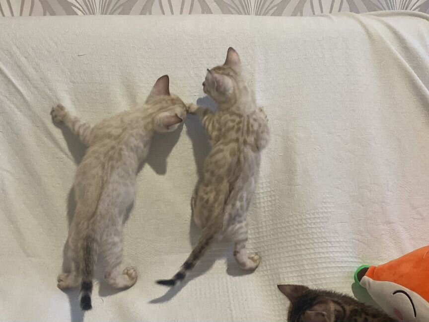 Бенгальские котята