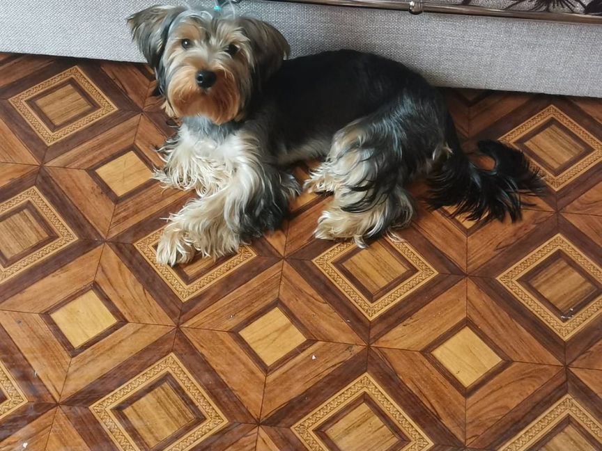 Йоркширский терьер 1,5 года