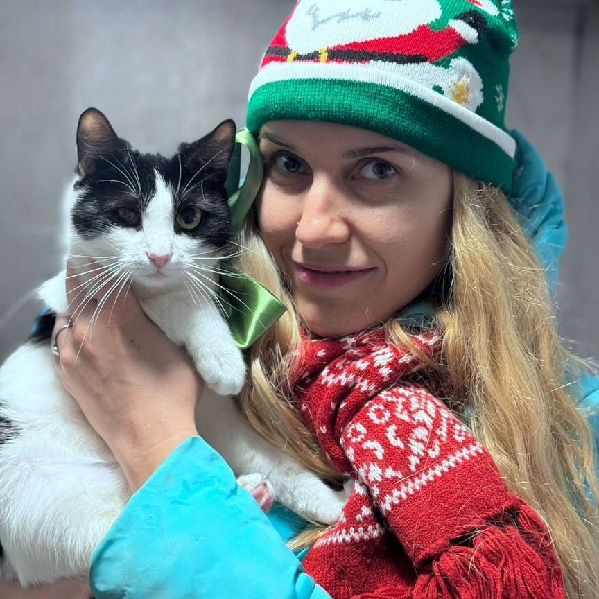 Джулия, кошка из приюта в добpые руки