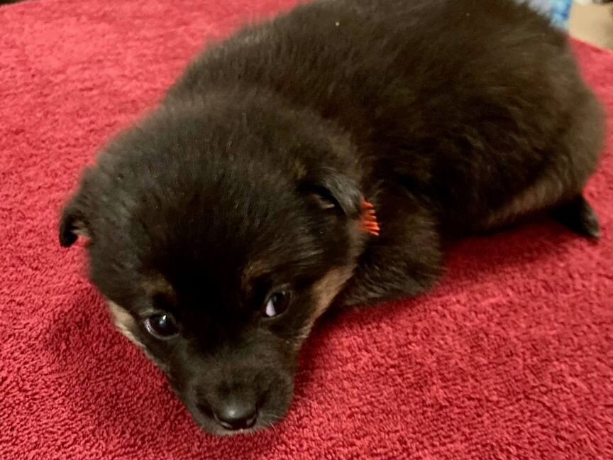 Щенок девочка малышка Веста 2 месяца