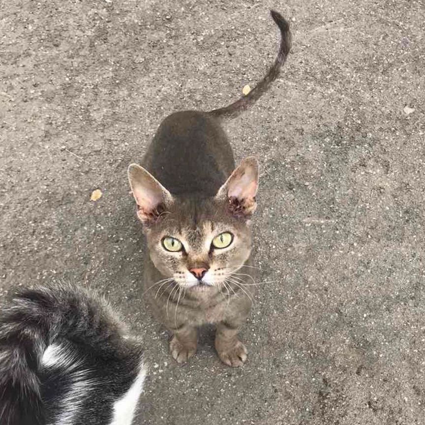 Котик
