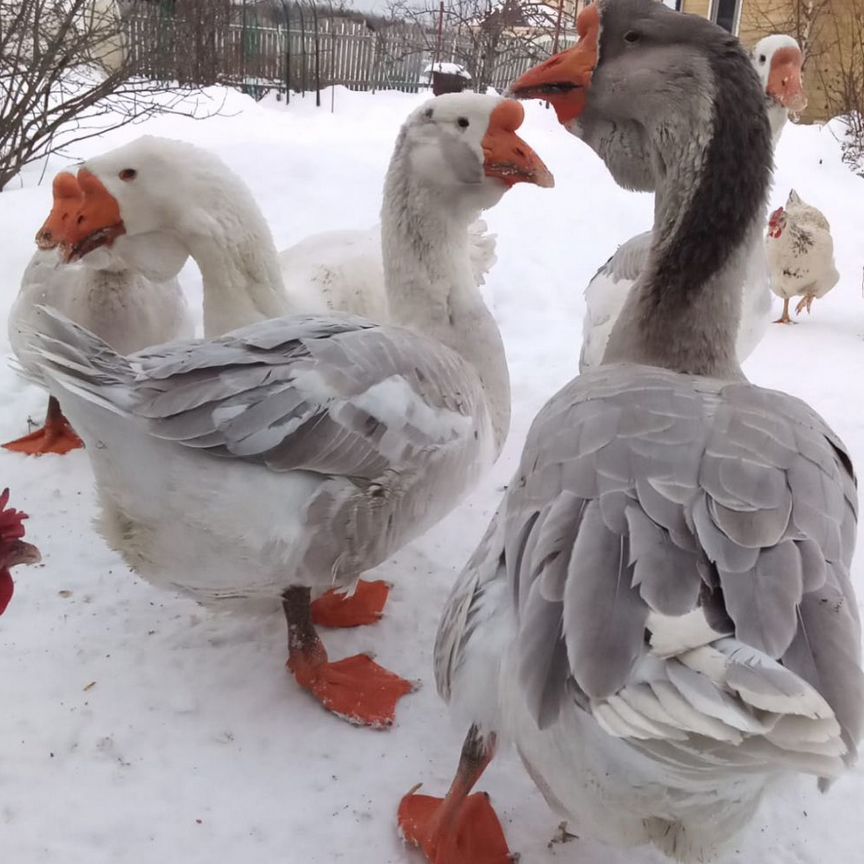 Гуси холмагоры