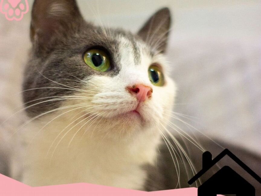 Кошечка Ракель