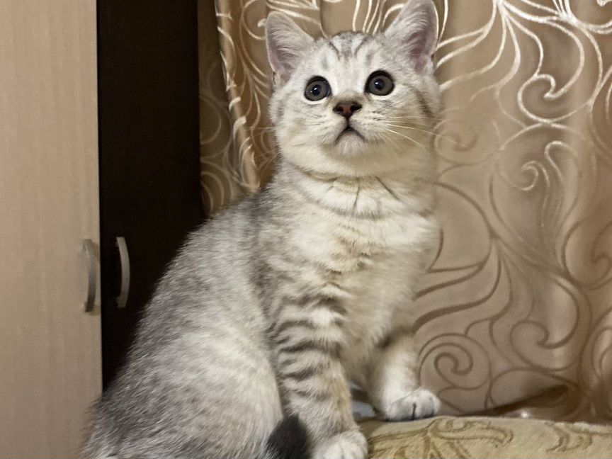 Шотландские котята