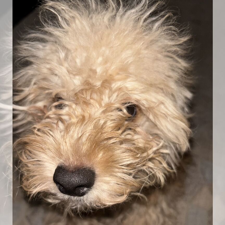 Той-пудель, щенок