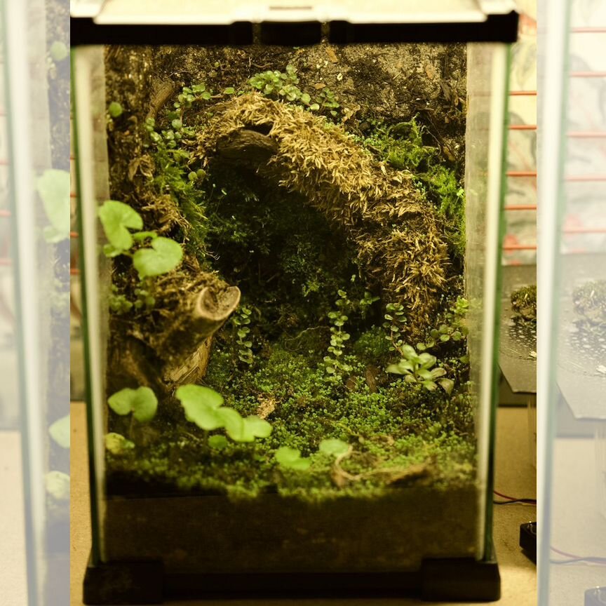 Террариум-флорариум