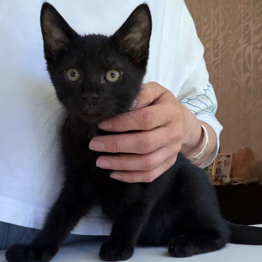 Европейский короткошёрстный котёнок