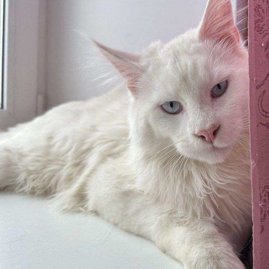 Мейн-кун, кот вязка