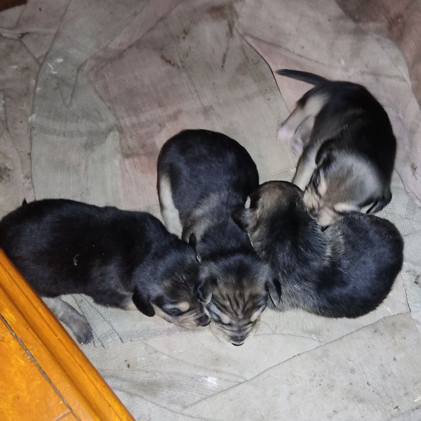 Русская гончая, щенок