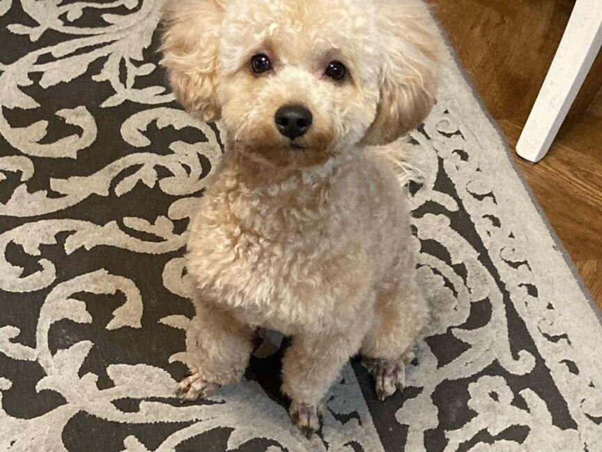 Вязка той пудель, кобель